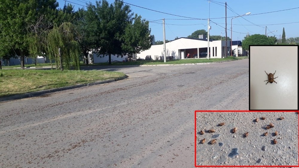 Invasión de bichos en Ingeniero Luiggi y la zona - Zonal Noticias