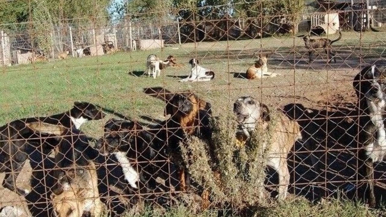 Dura crítica de asociaciones protectoras: «24 millones de los impuestos ...