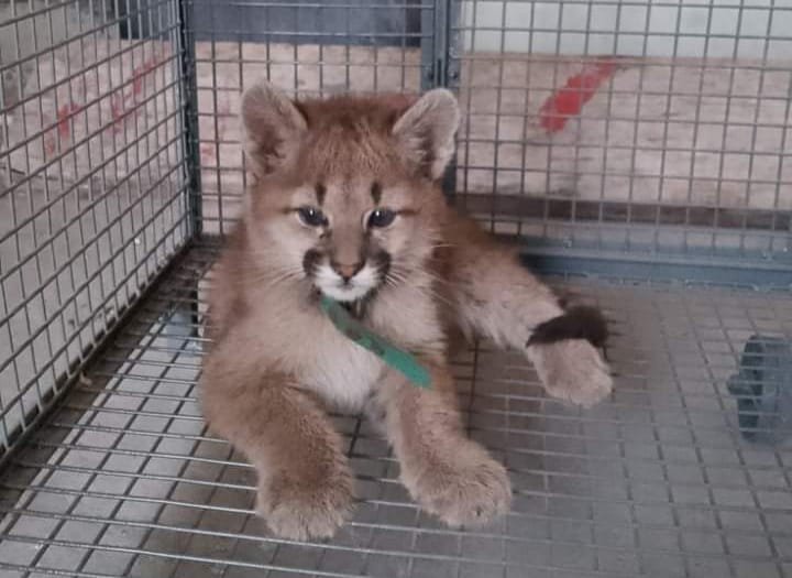 Bomberos de Alta Italia rescataron un cachorro de puma - Zonal Noticias